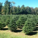 Home - Angevine Farm